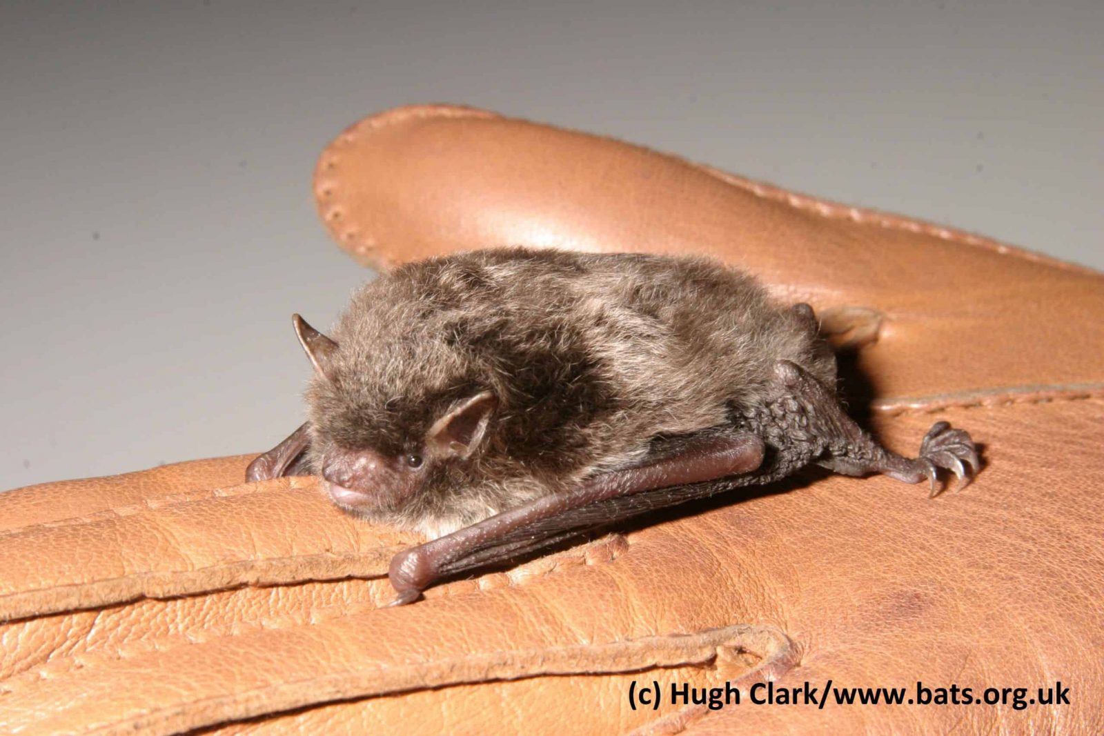 Daubenton bat - Hoveton Great Broad